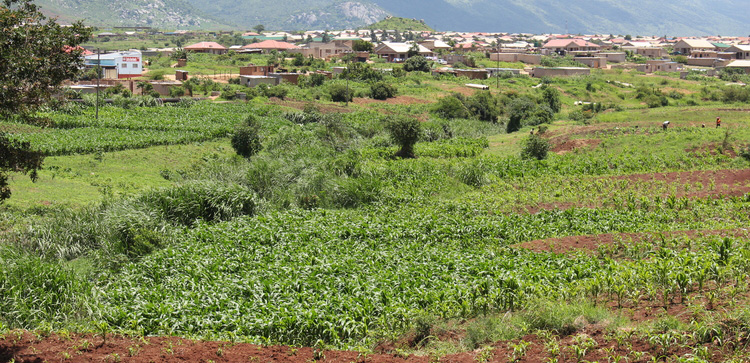 Harare warns against streambank cultivation | Other | UCAZ | Urban ...